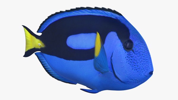 Saltwater fish animation model - TurboSquid 1514298