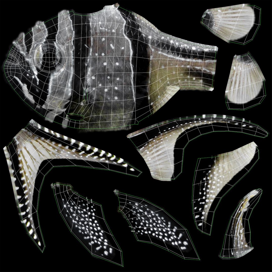 Saltwater fish animation model - TurboSquid 1514298