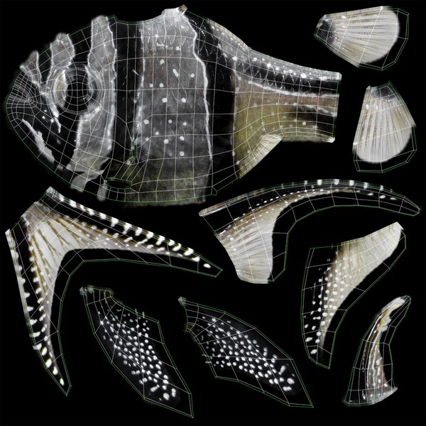 Saltwater fish animation model - TurboSquid 1514298