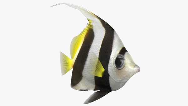 Saltwater fish animation model - TurboSquid 1514298