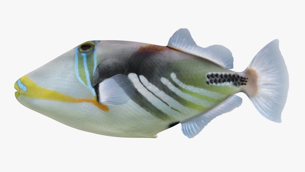 Saltwater fish animation model - TurboSquid 1514298