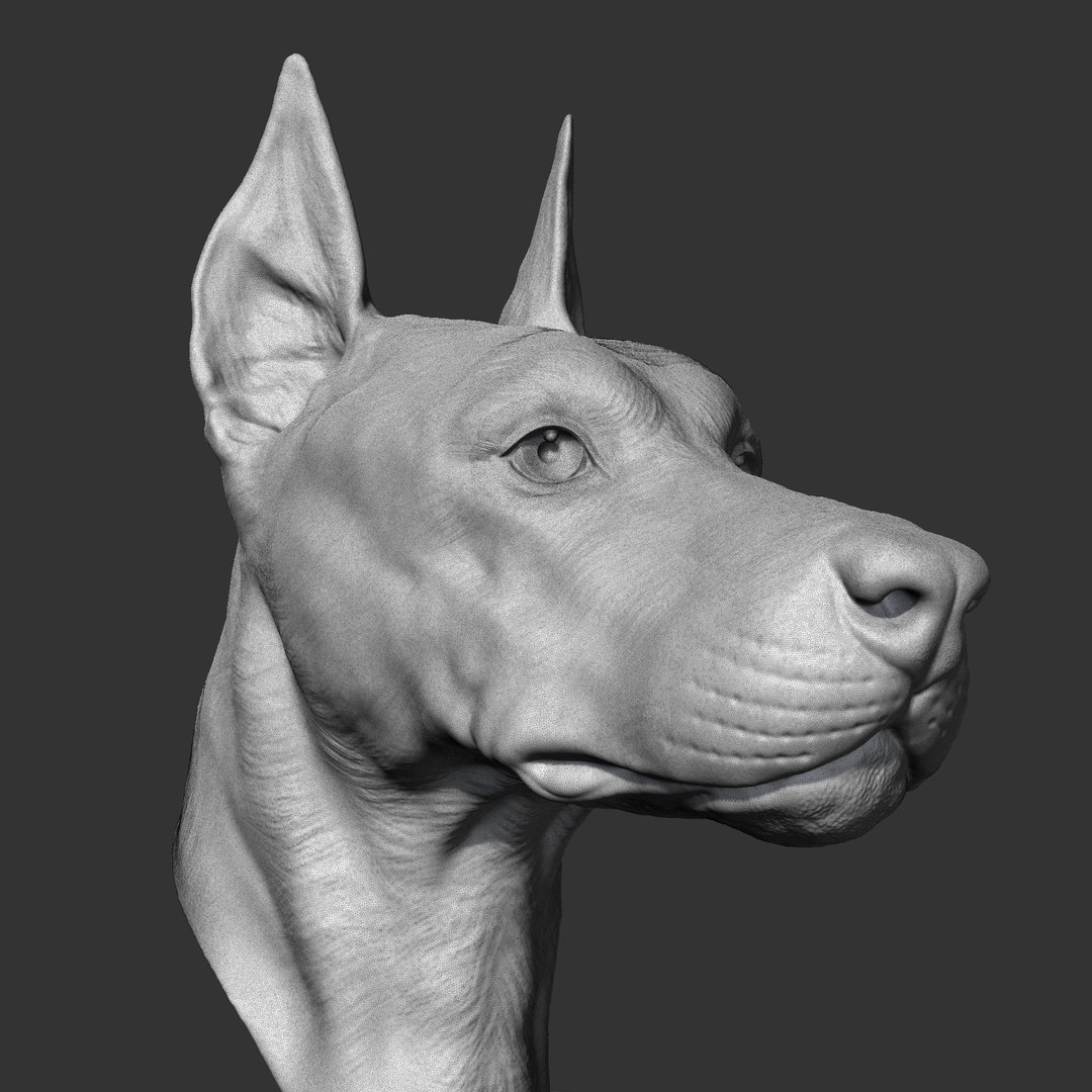 Doberman Head AM17 3D print model 3D - TurboSquid 2075348