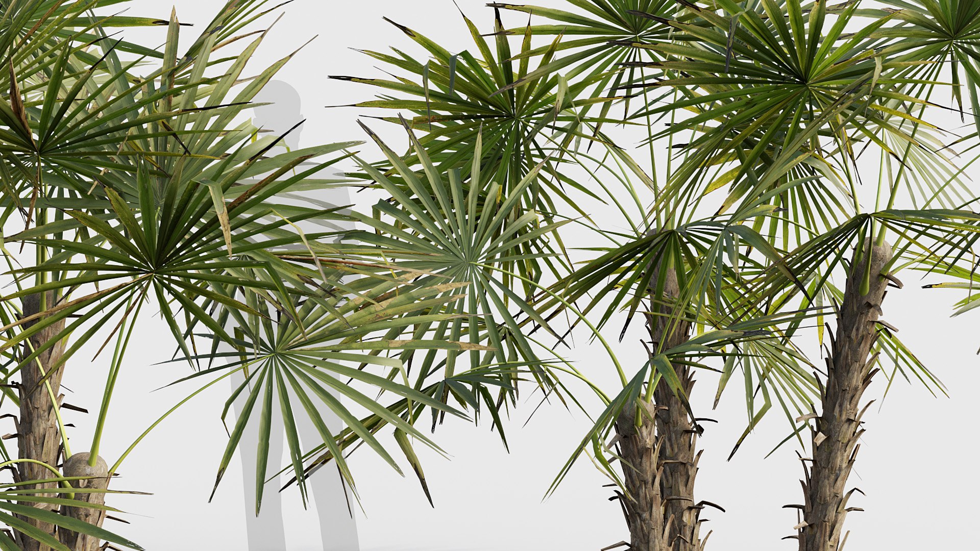 3D Acoelorrhaphe Wrightii Everglades Palm 02 3D Model Model ...