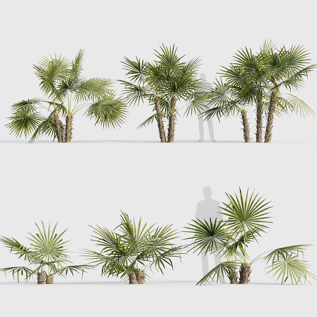3D Acoelorrhaphe Wrightii Everglades Palm 02 3D Model Model ...
