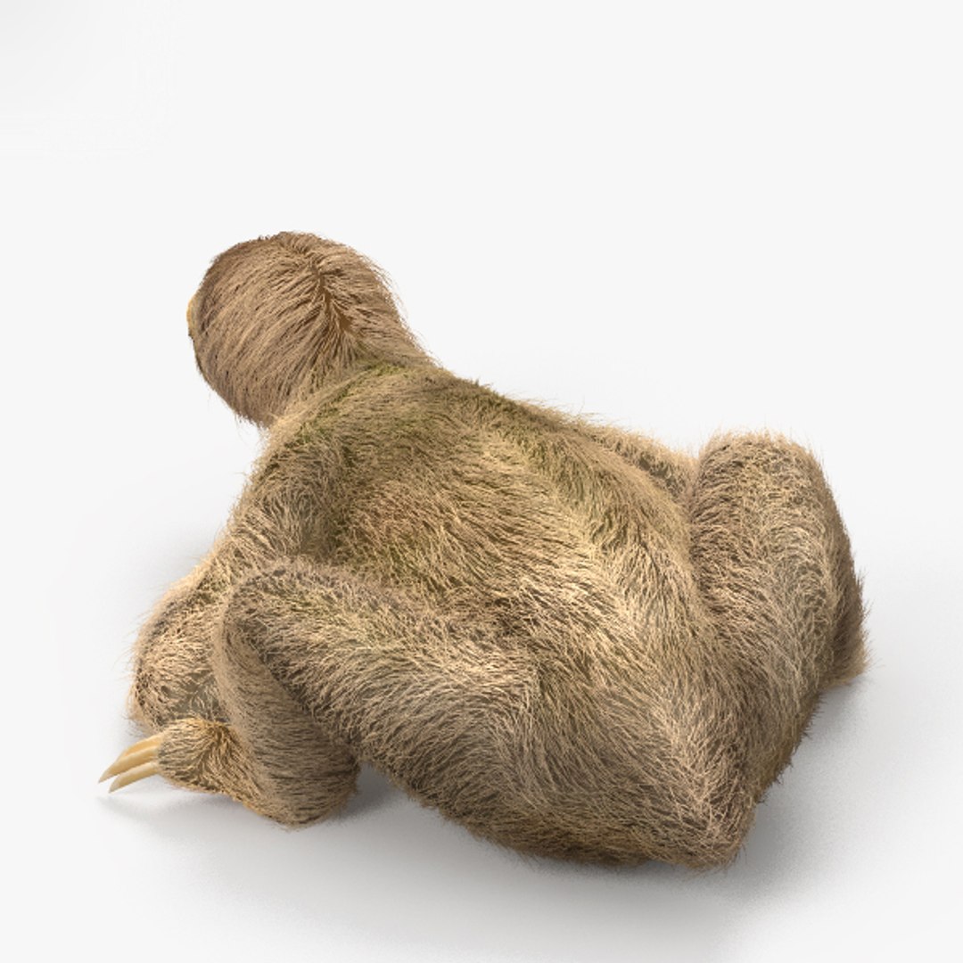 Toed Sloth Three-toed 3D - TurboSquid 1370240
