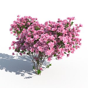 Azalea 3D Models for Download | TurboSquid