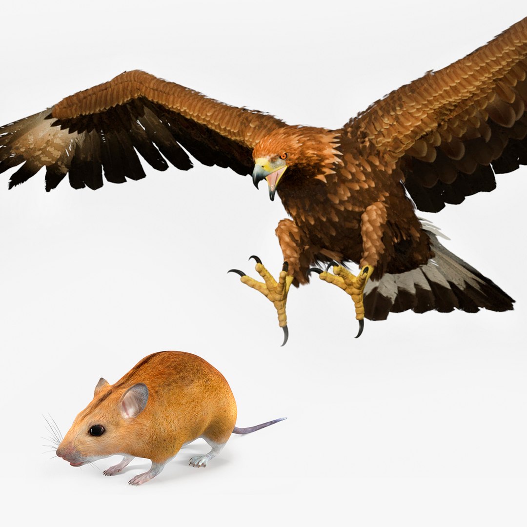 Golden Eagle Attacking Mouse Collection 3D Model - TurboSquid 2298814