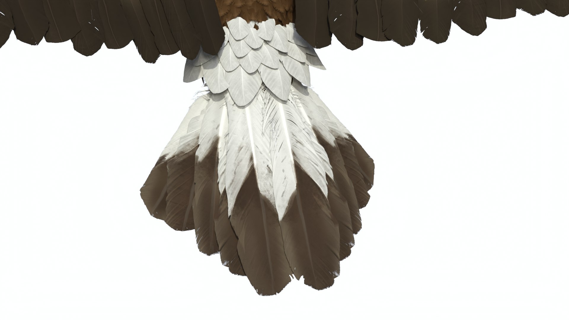 Golden Eagle Attacking Mouse Collection 3D Model - TurboSquid 2298814