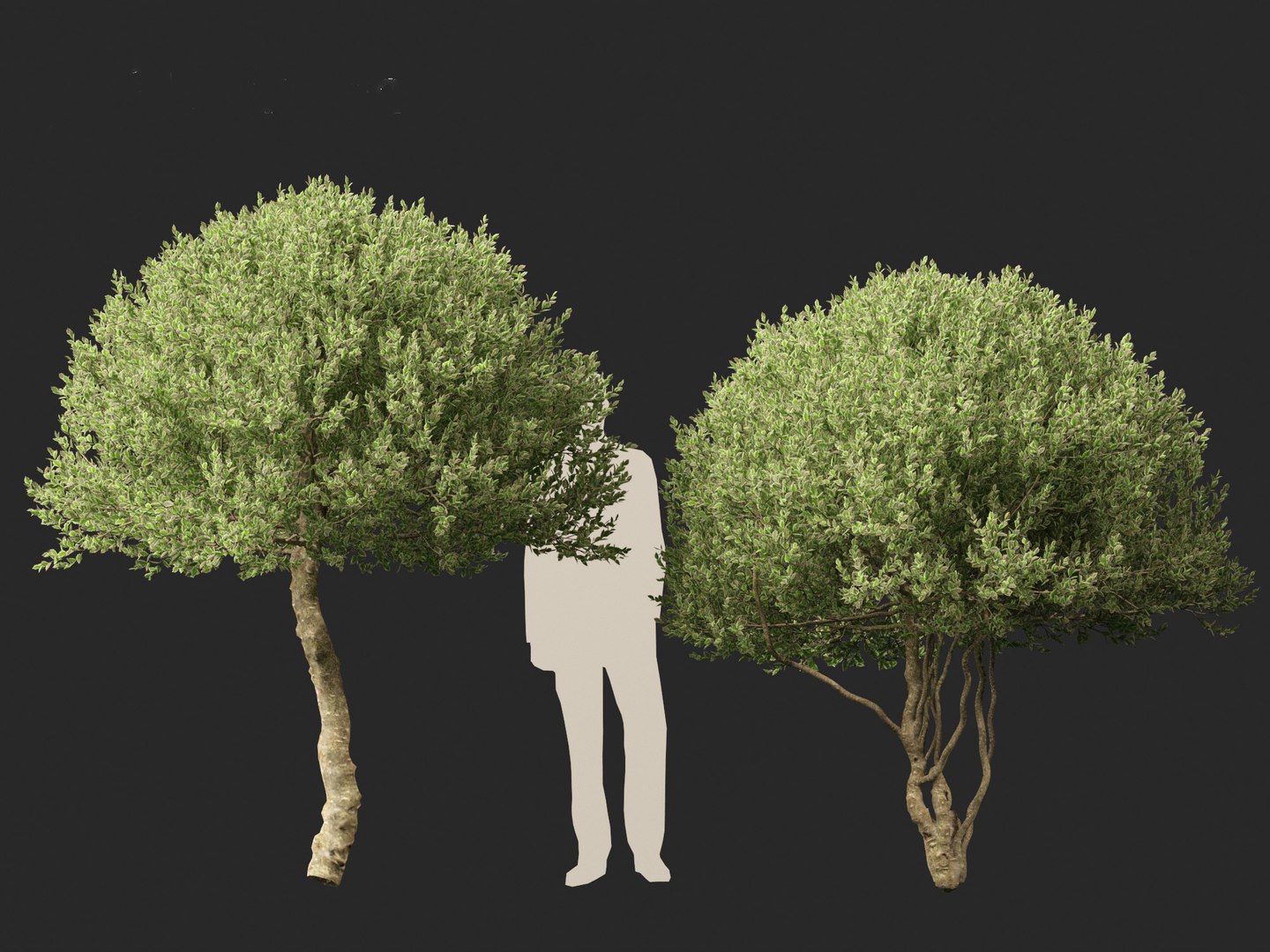 3D Ilex Aquifolium Argentea Marginata - Margined Holly - TurboSquid 2131788