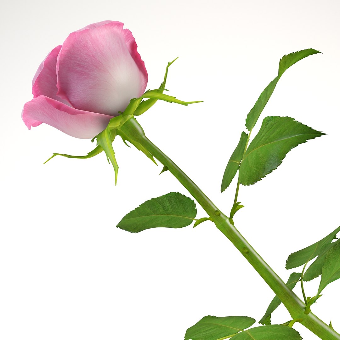 3d Model Rose 10