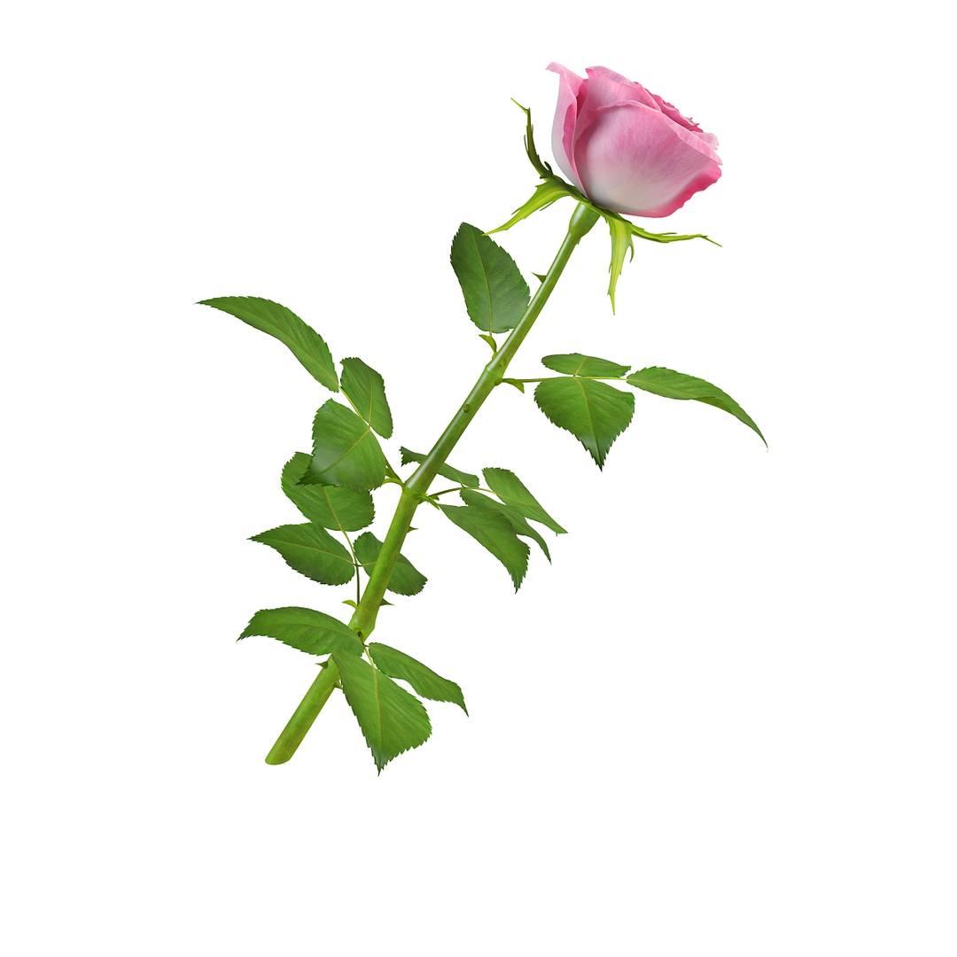 3d Model Rose 10