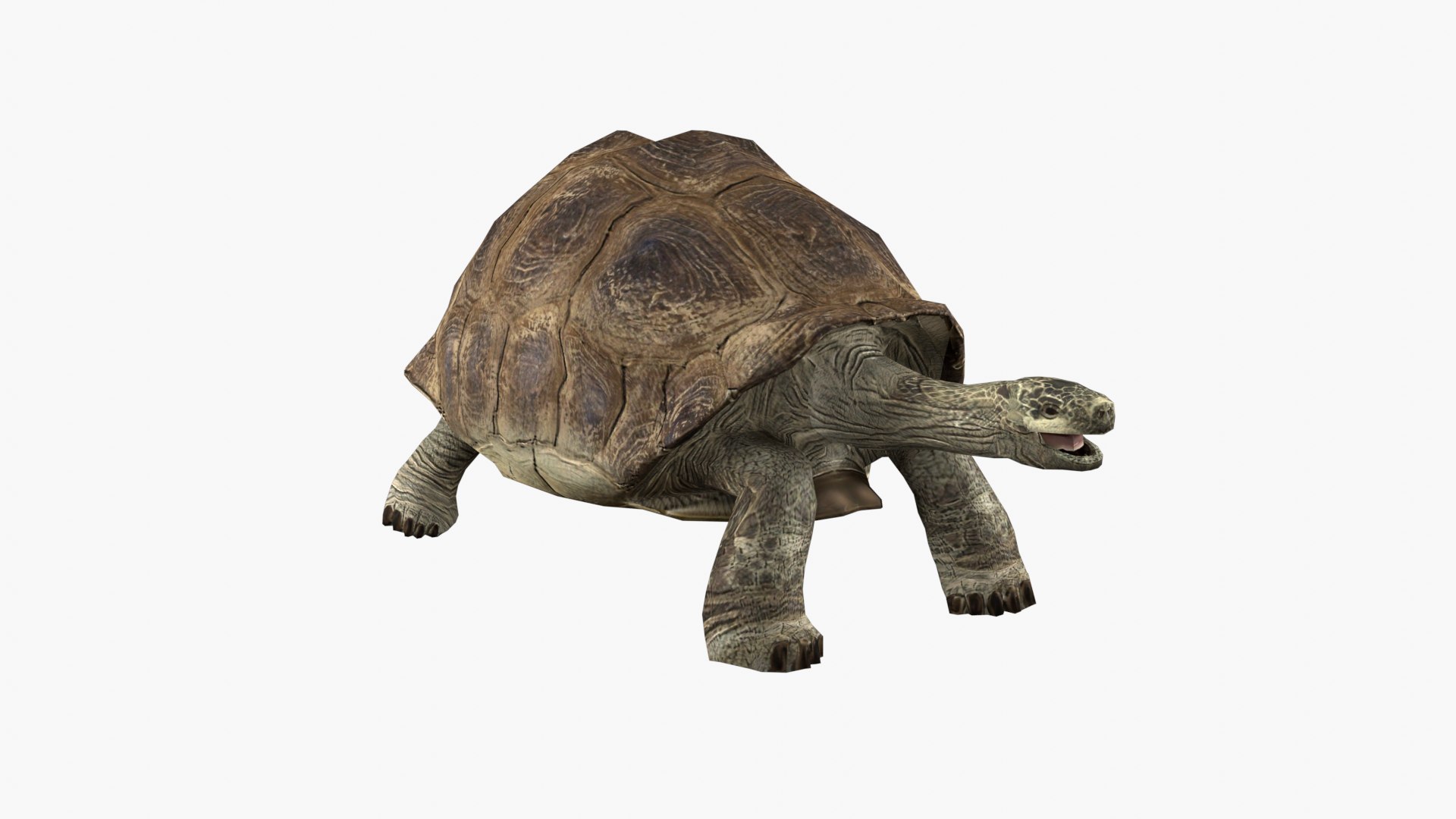 Tortoise 3D Model - TurboSquid 2370619