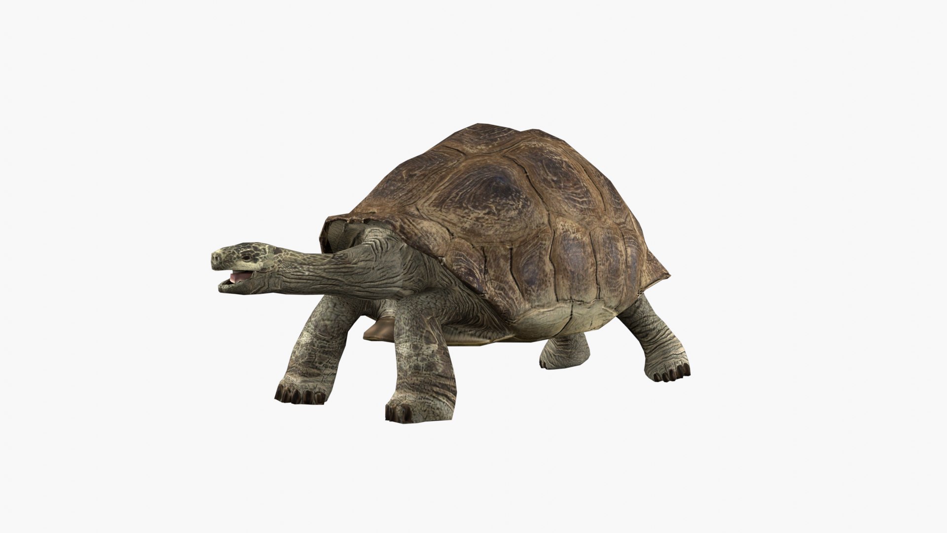 Tortoise 3D Model - TurboSquid 2370619