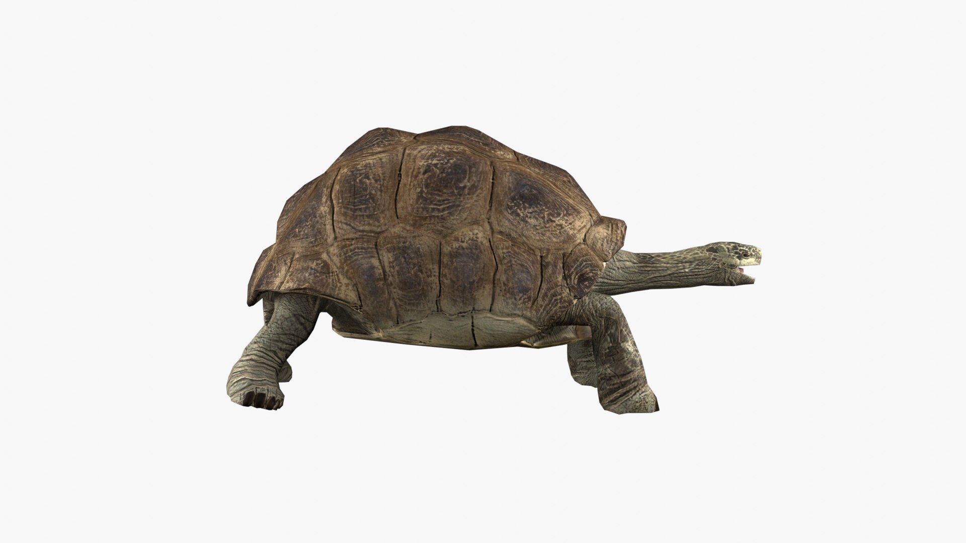 Tortoise 3D Model - TurboSquid 2370619