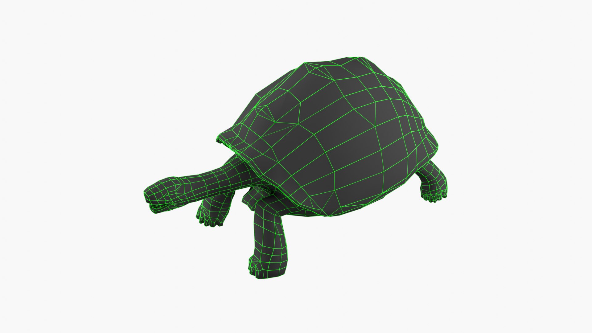 Tortoise 3D Model - TurboSquid 2370619