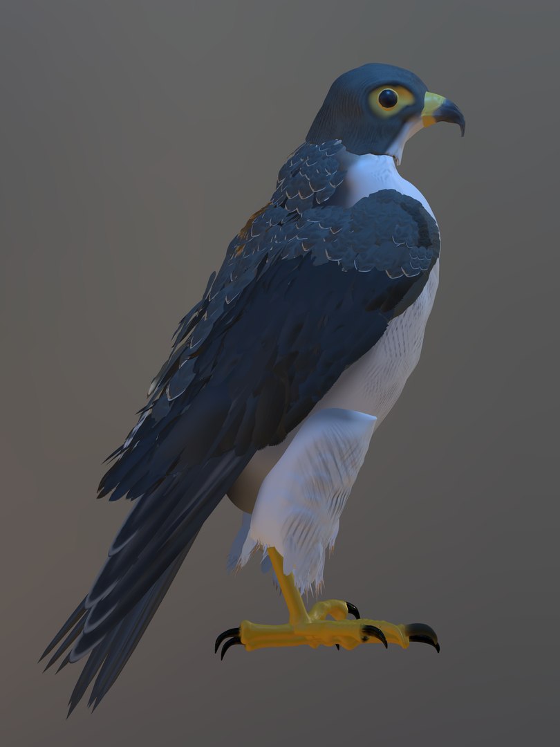 Falcon 3D Model - TurboSquid 1949161