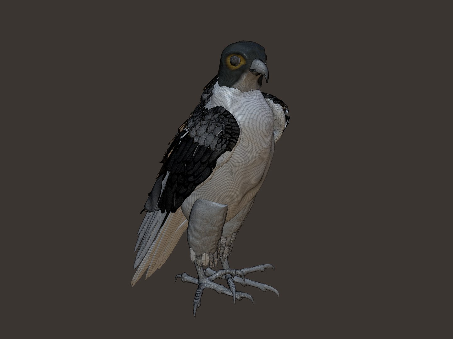 Falcon 3D Model - TurboSquid 1949161