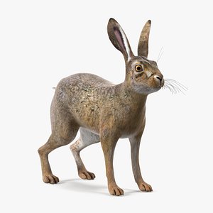 Rabbit 3D Models for Download | TurboSquid