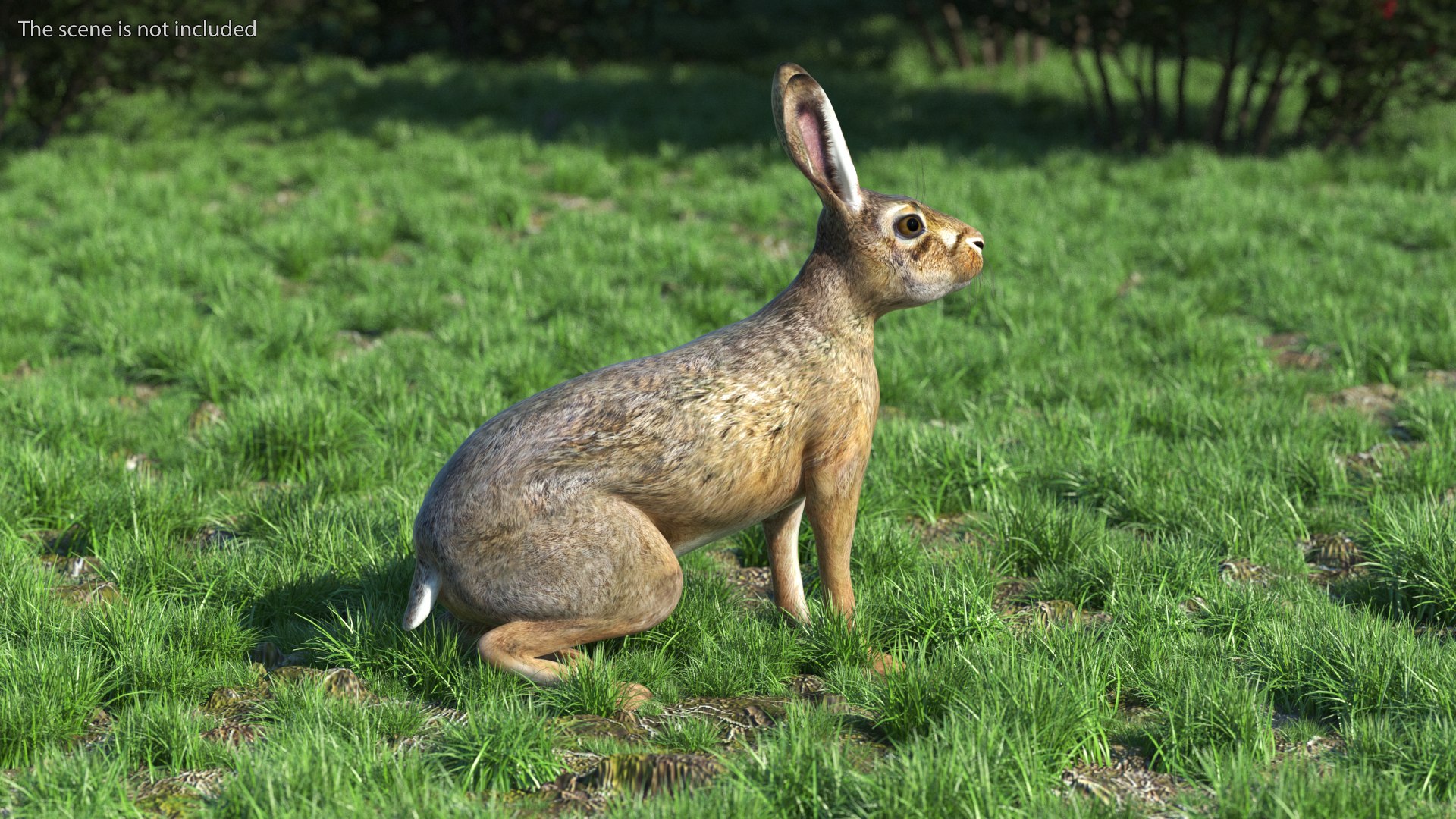Jackrabbit Rigged For Maya 3D - TurboSquid 2185827