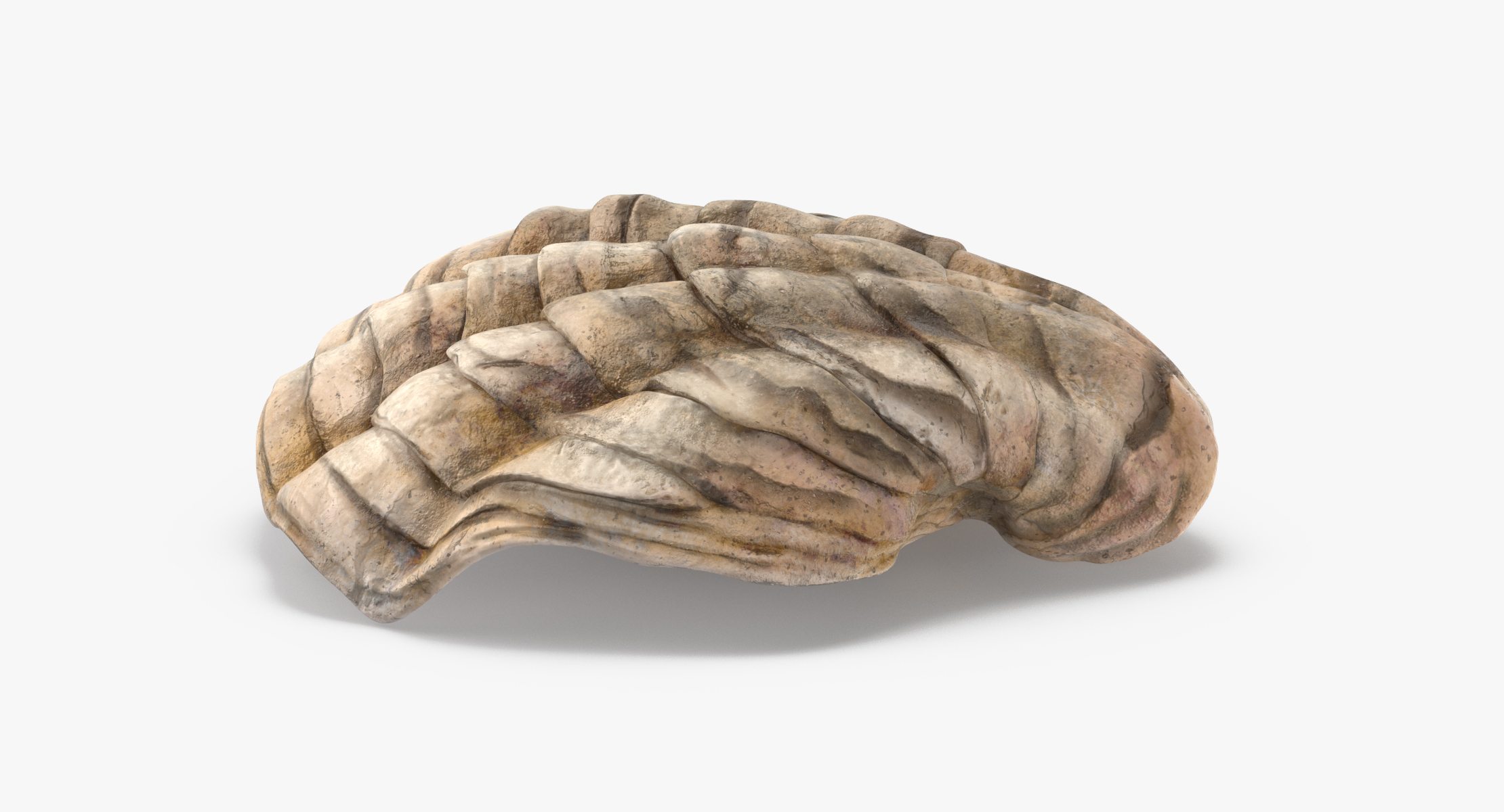 3d model of oyster shell 02