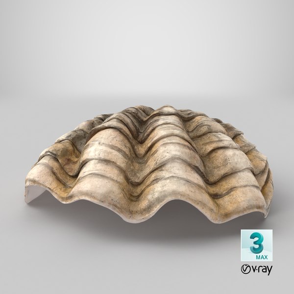 3d model of oyster shell 02
