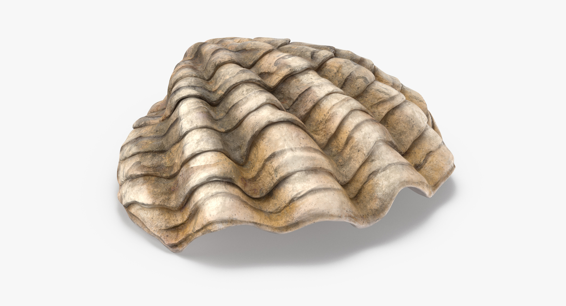 3d model of oyster shell 02