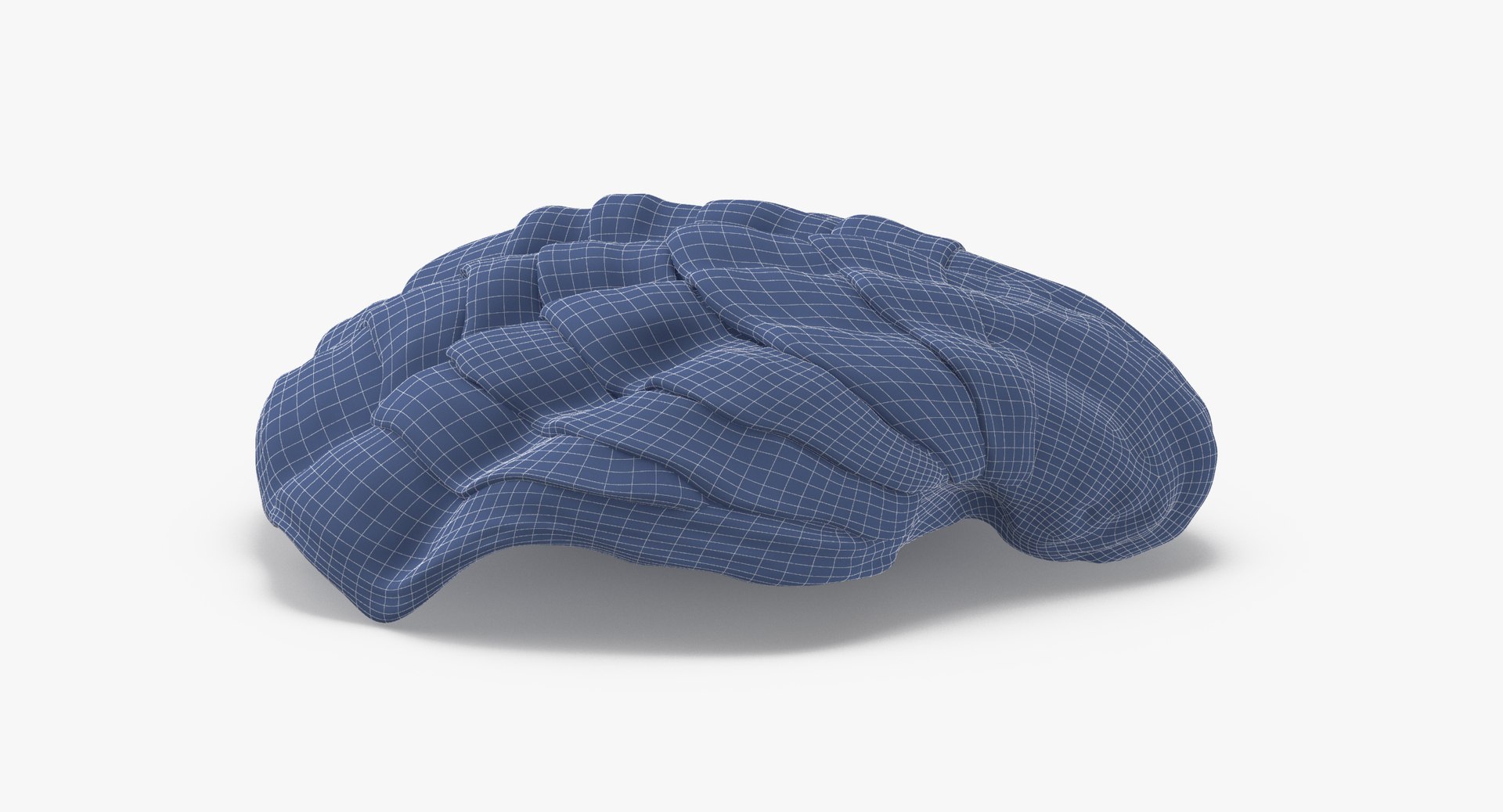 3d model of oyster shell 02