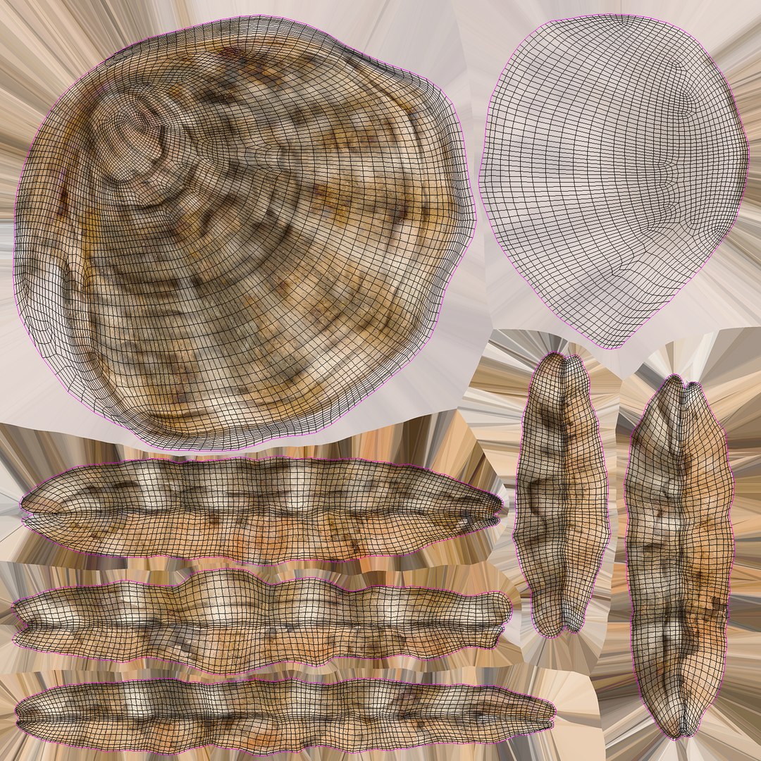 3d model of oyster shell 02