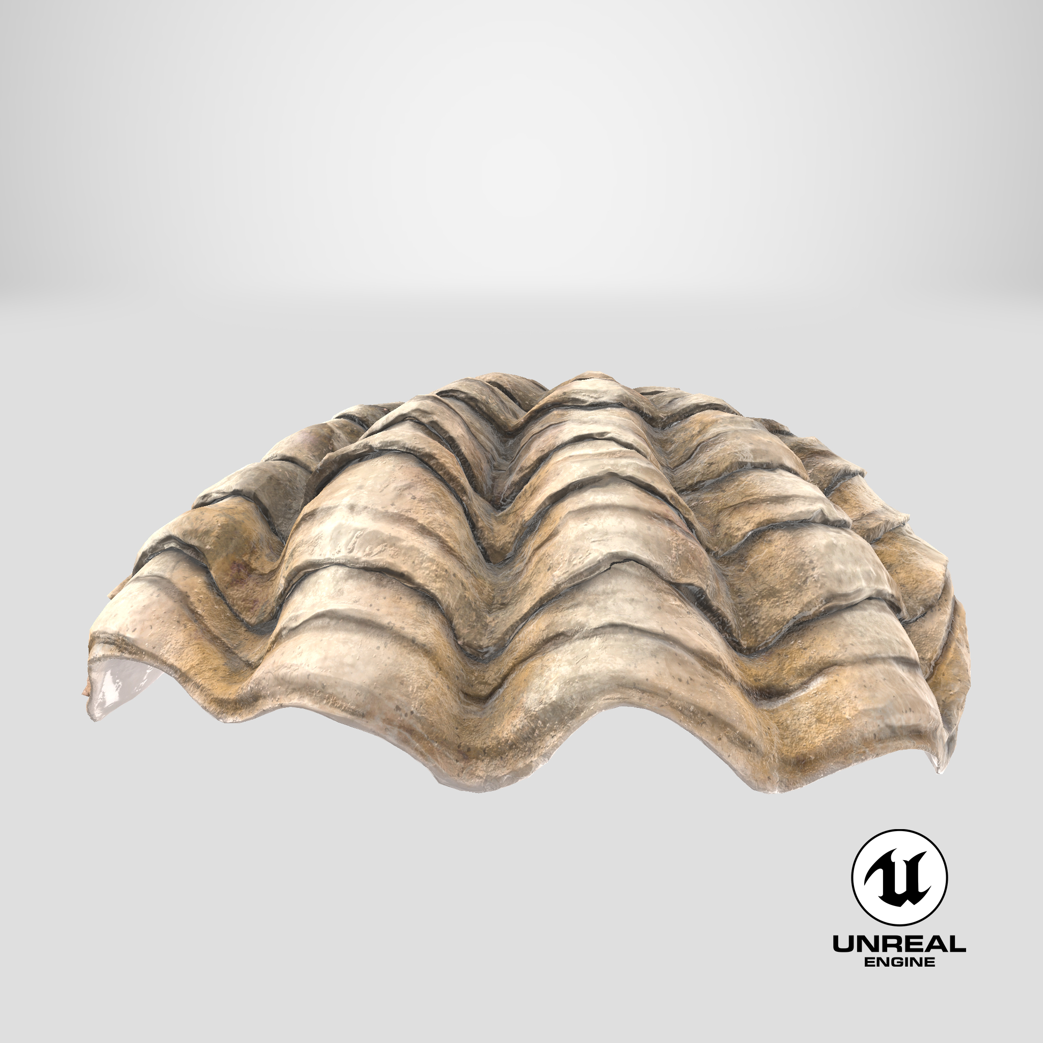 3d model of oyster shell 02