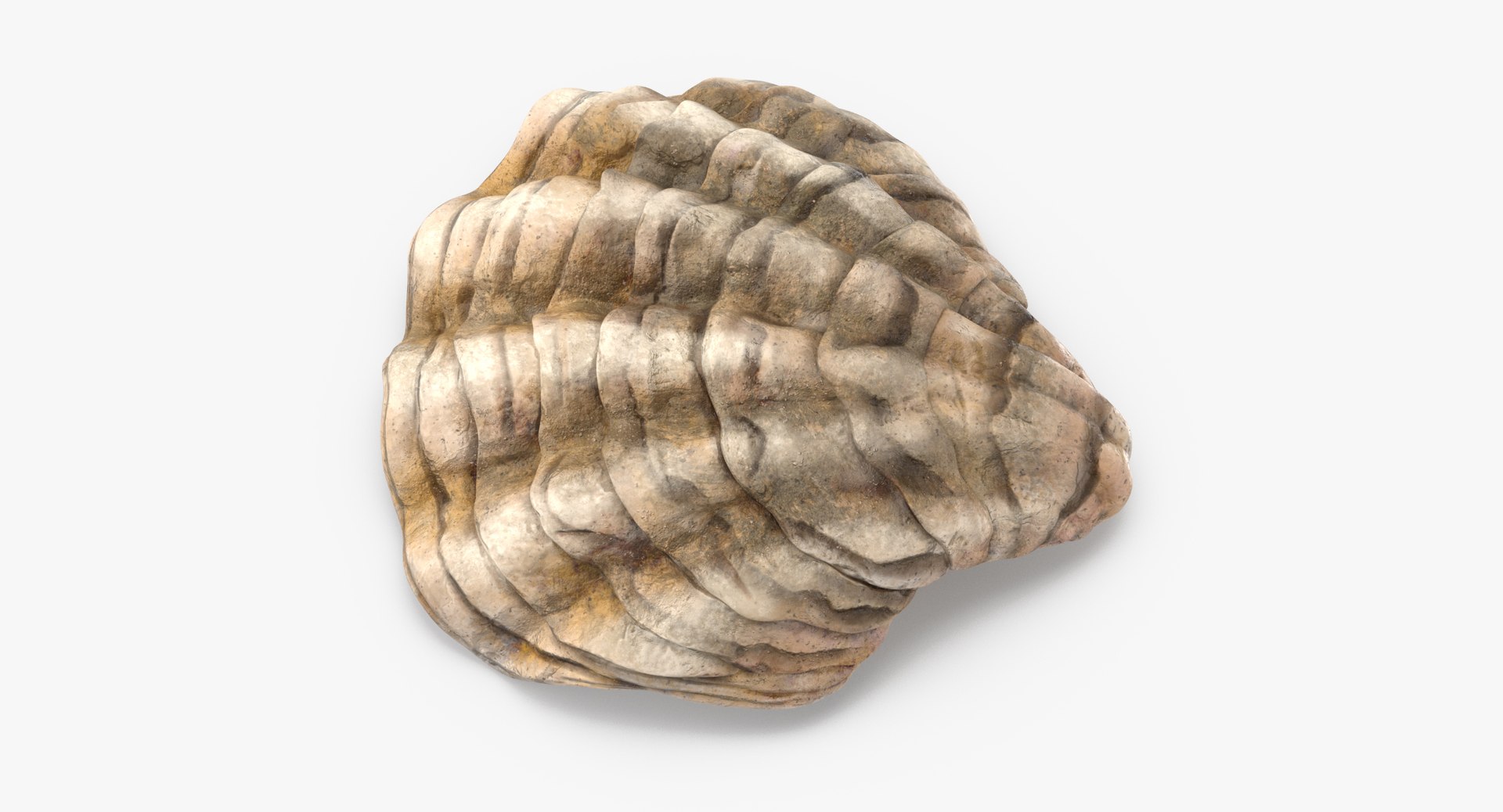 3d model of oyster shell 02
