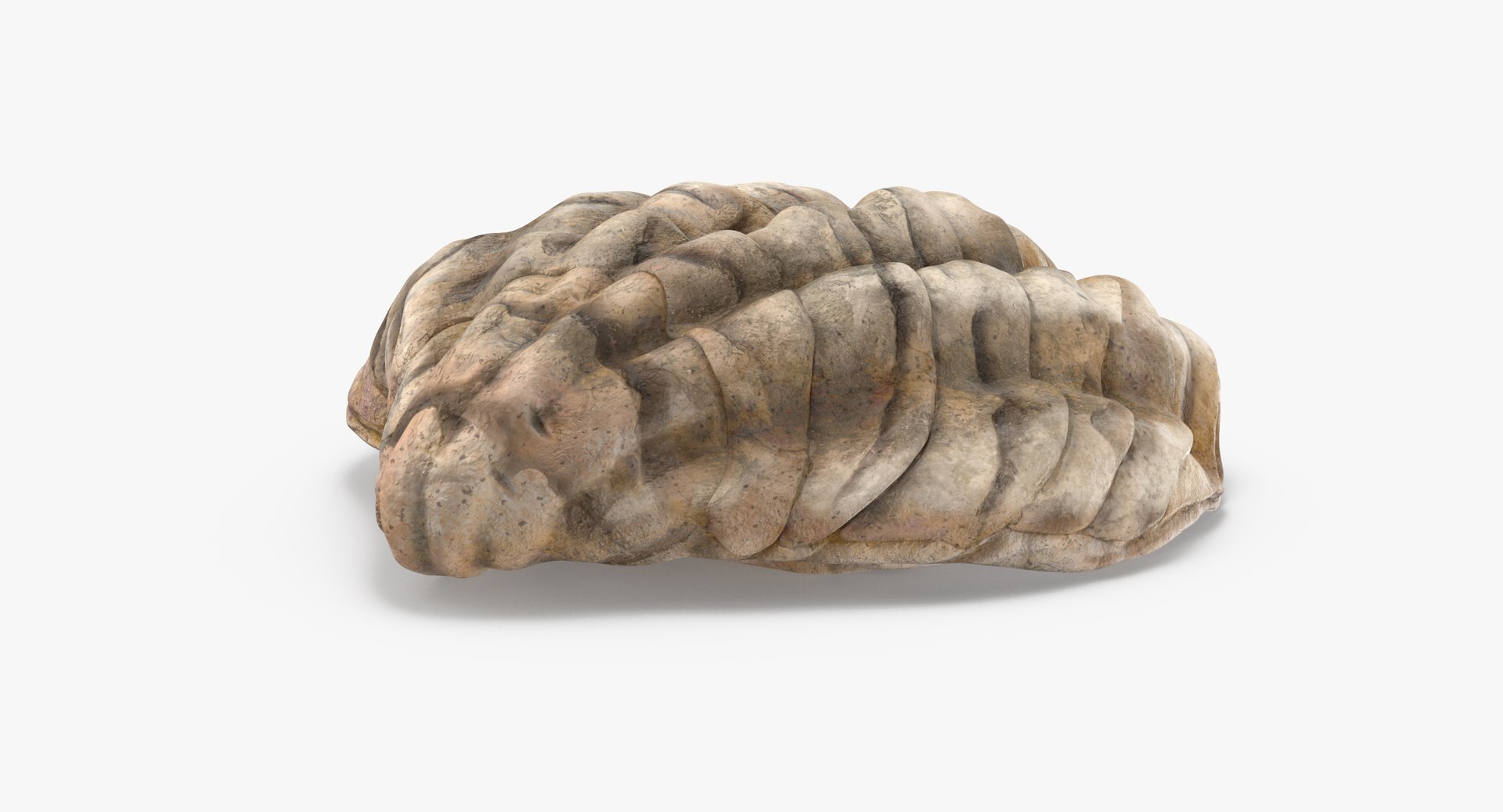 3d model of oyster shell 02