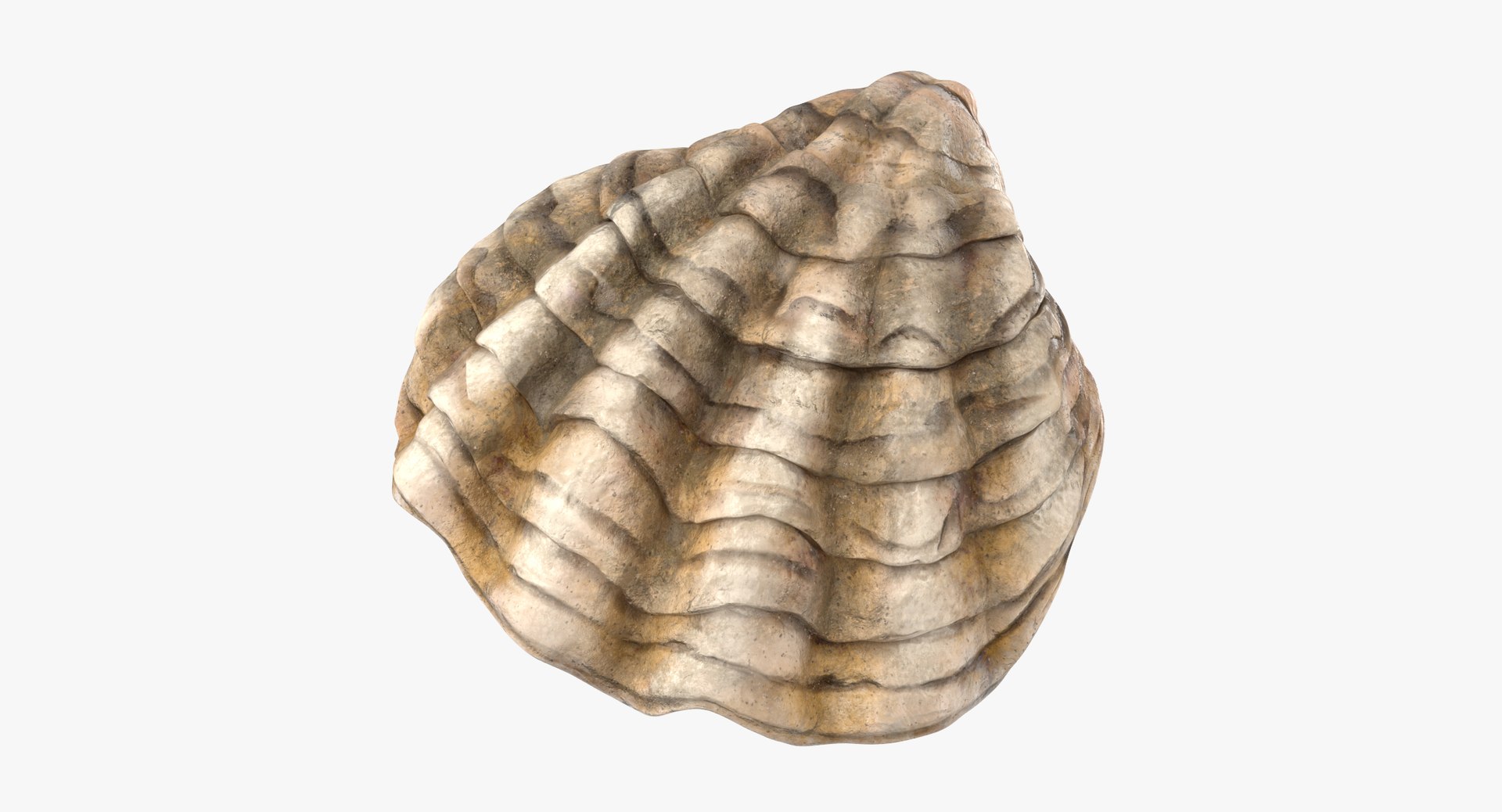 3d model of oyster shell 02
