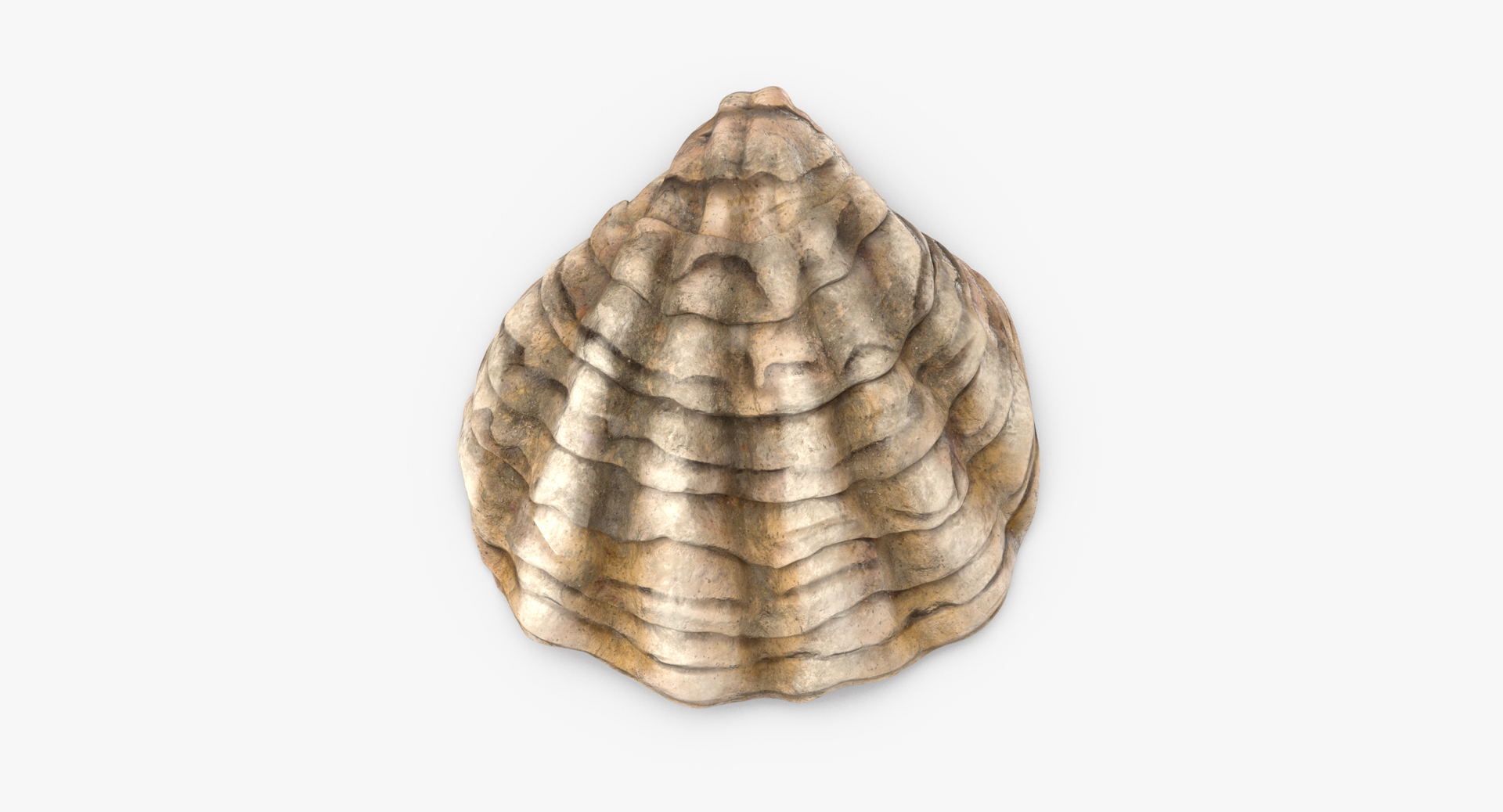 3d model of oyster shell 02