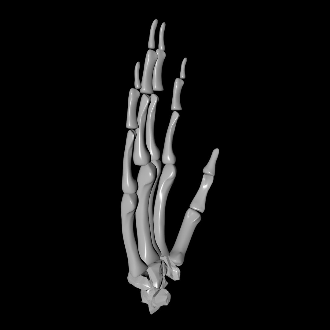 Hand Bone 3D Model - TurboSquid 1414129