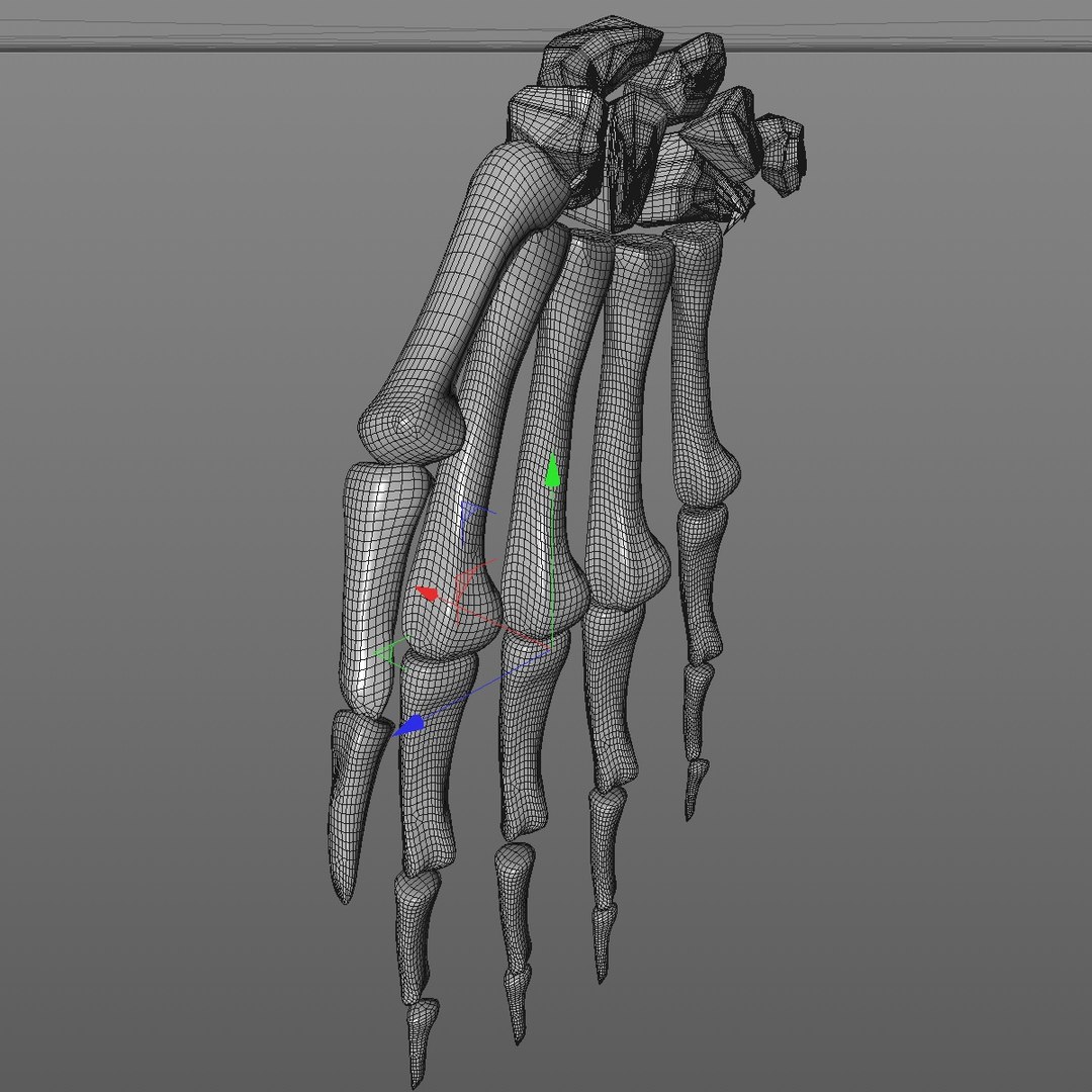 Hand Bone 3D Model - TurboSquid 1414129