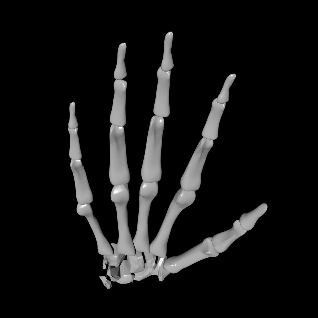 Hand Bone 3D Model - TurboSquid 1414129