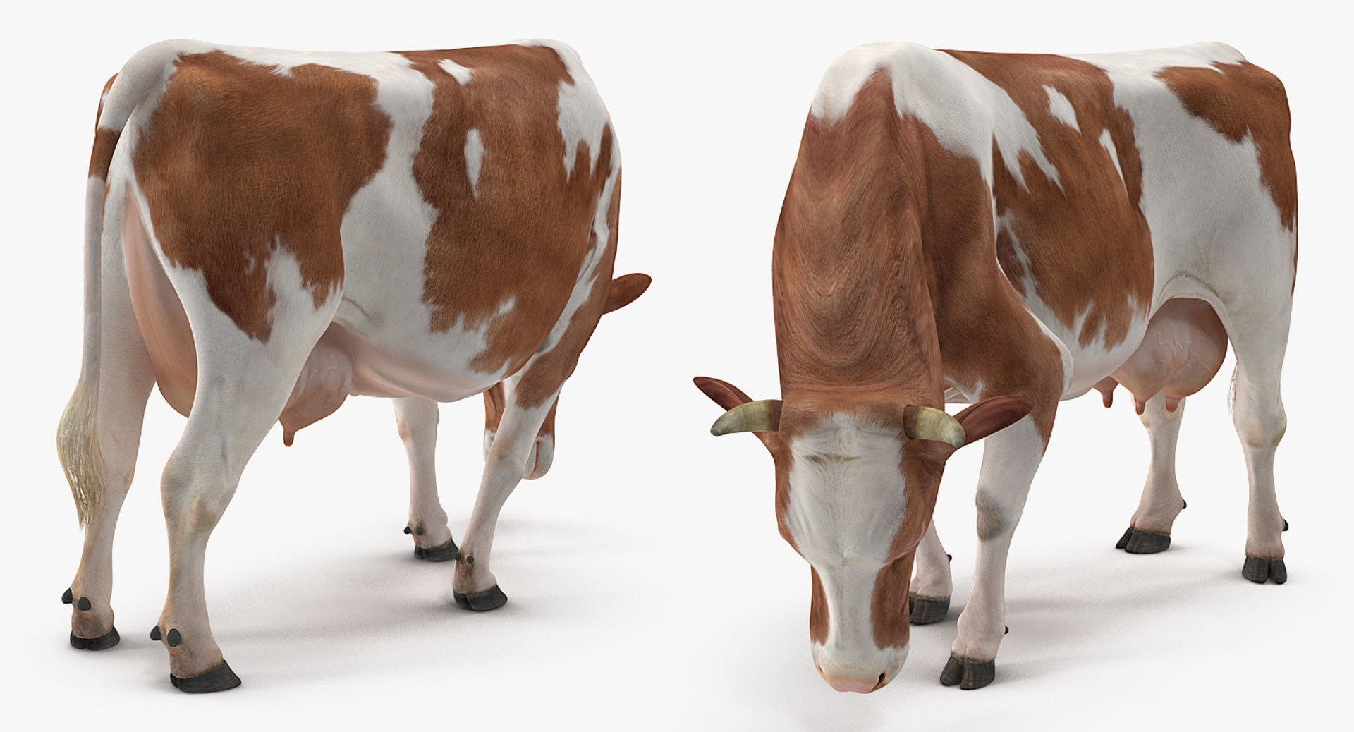 Cow rigged model - TurboSquid 1250232