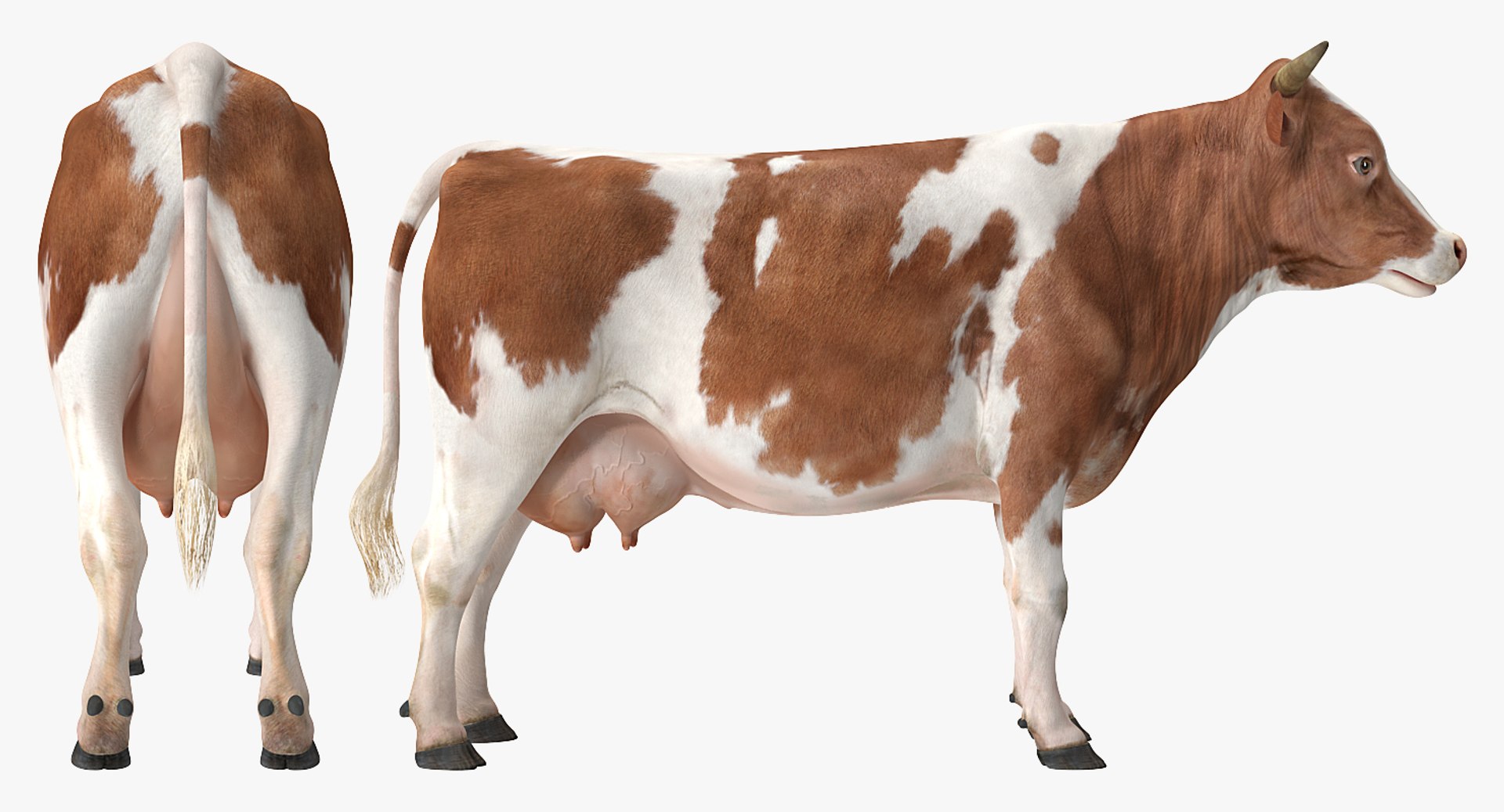 Cow rigged model - TurboSquid 1250232