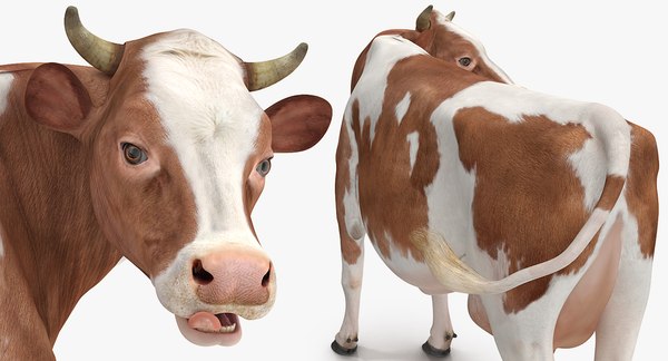 Cow rigged model - TurboSquid 1250232