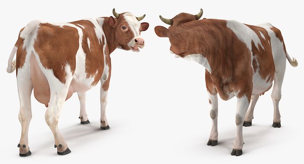 Cow rigged model - TurboSquid 1250232