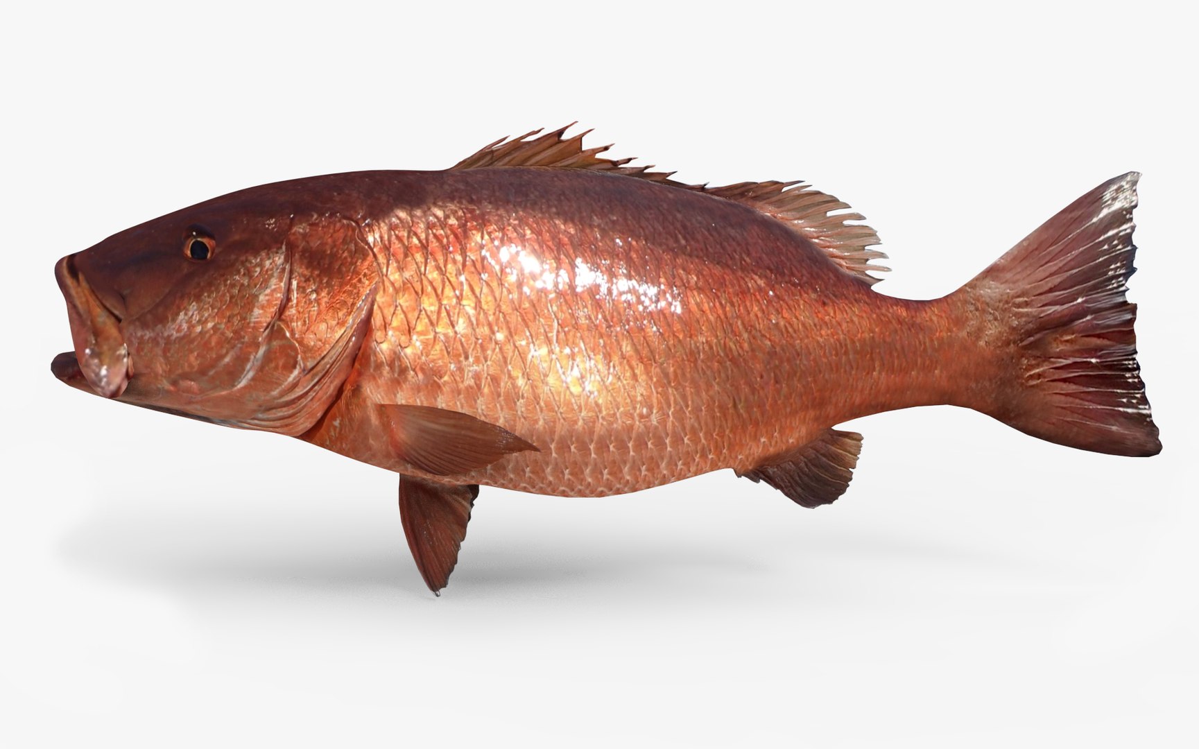 3D Cubera snapper model - TurboSquid 1921195