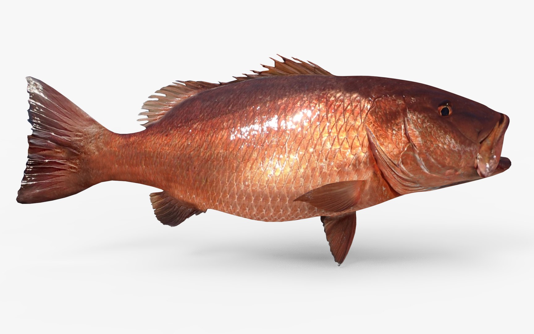 3D Cubera snapper model - TurboSquid 1921195