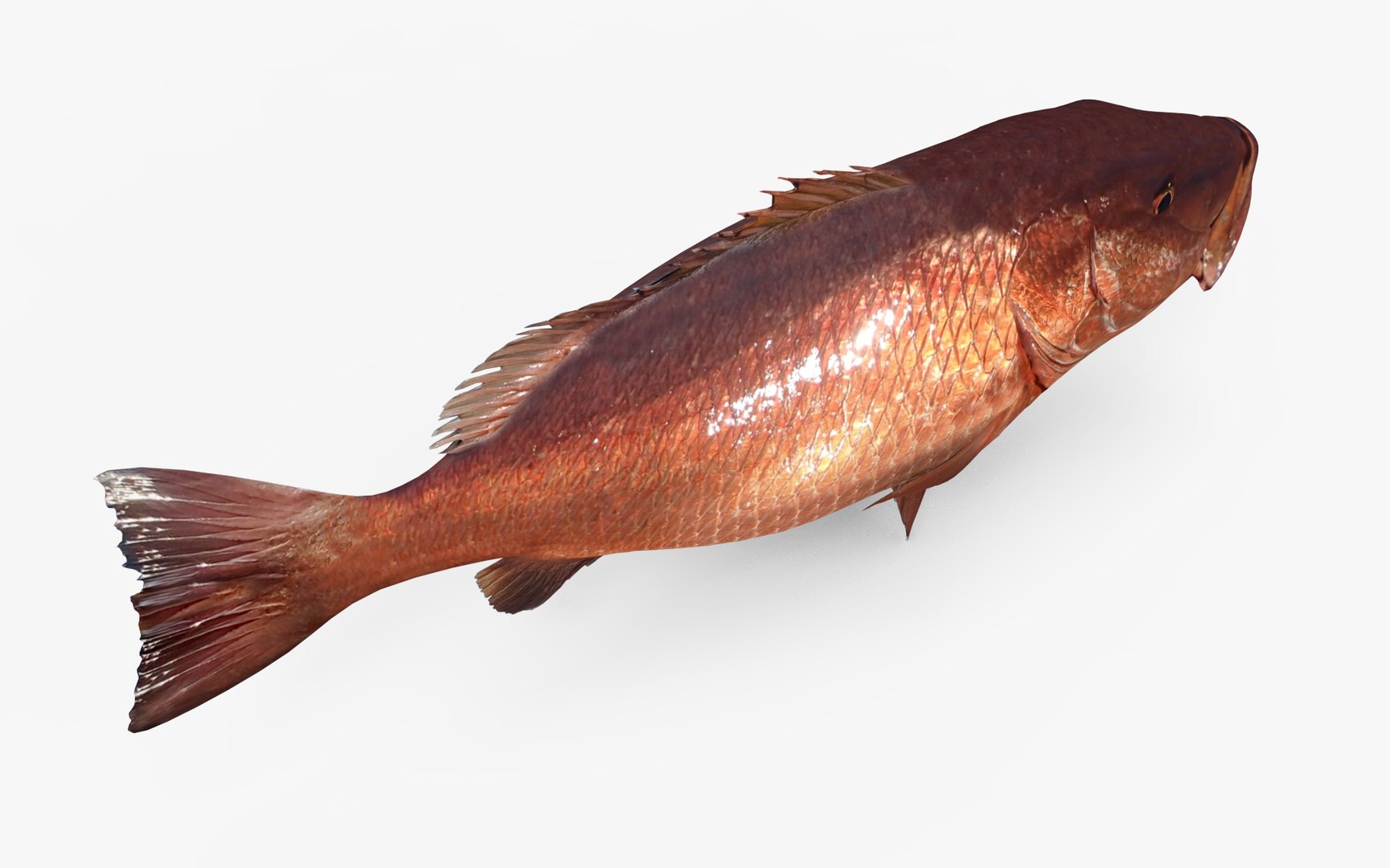 3D Cubera snapper model - TurboSquid 1921195