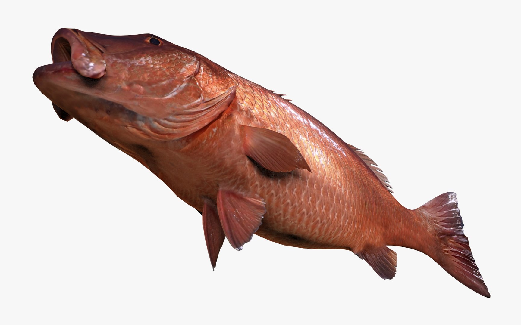 3D Cubera snapper model - TurboSquid 1921195