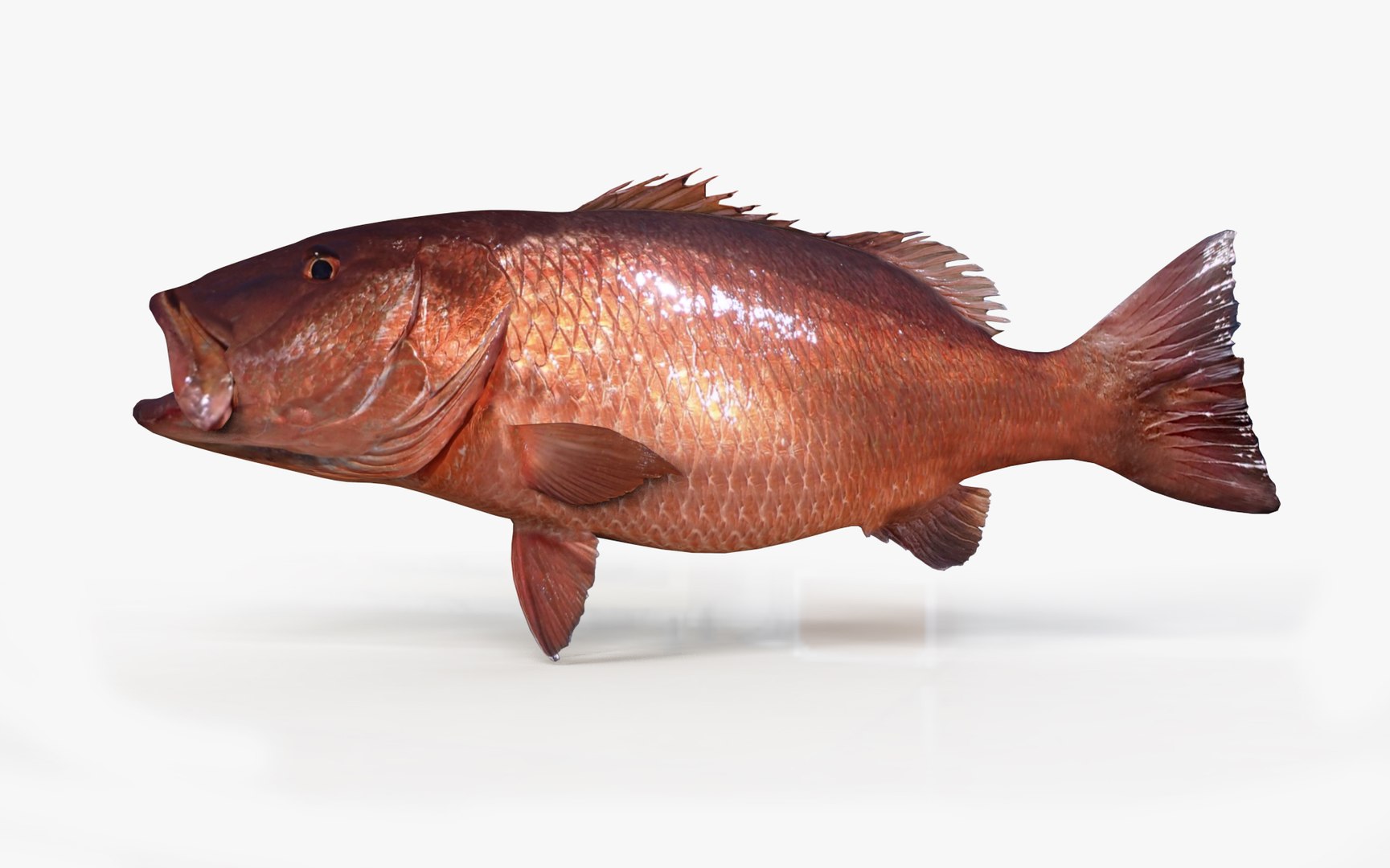 3D Cubera snapper model - TurboSquid 1921195