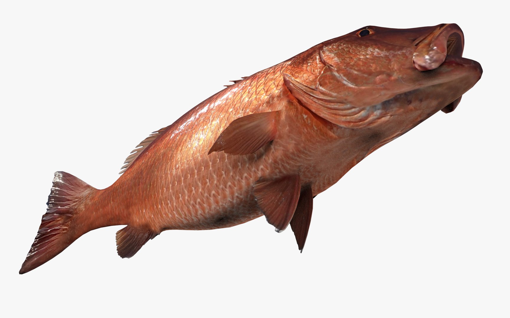 3D Cubera snapper model - TurboSquid 1921195
