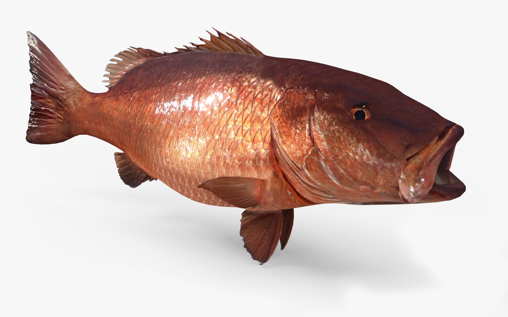 3D Cubera snapper model - TurboSquid 1921195