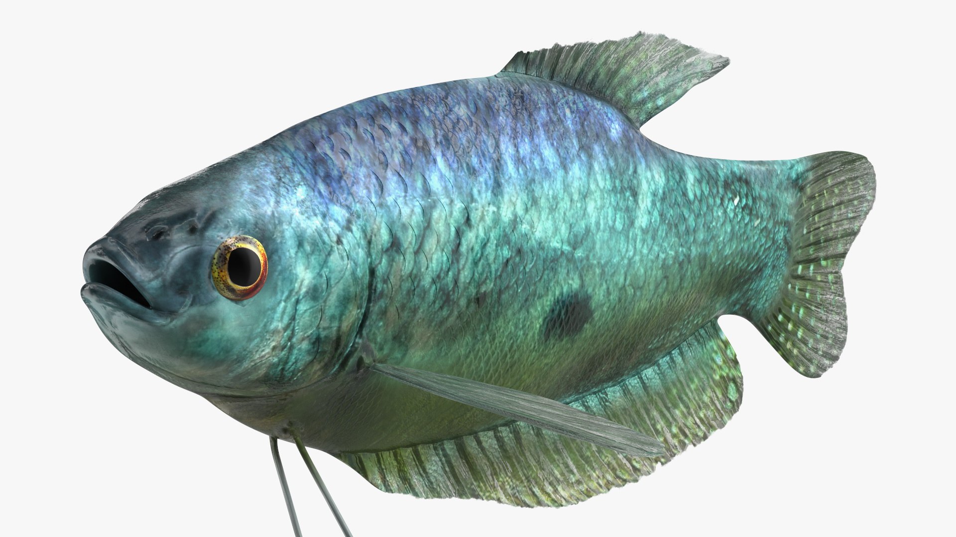 3D Model Tropical Gourami Fish Rigged For Maya - TurboSquid 2247263