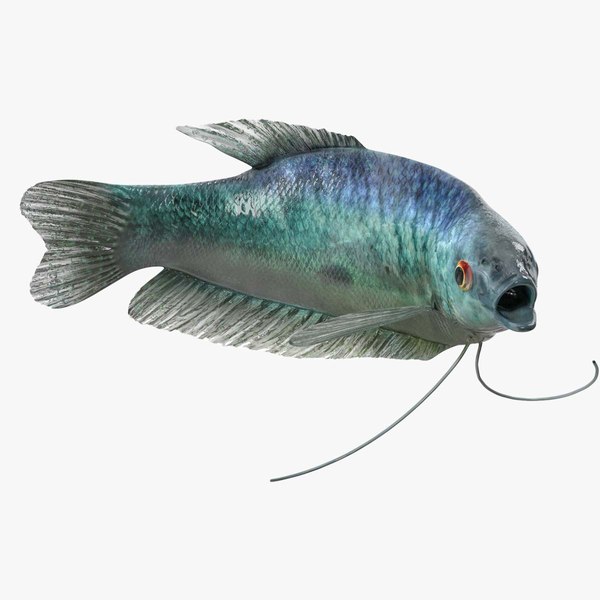 modèle 3D de Poisson Gourami Tropical gréé pour Maya - TurboSquid 2247263