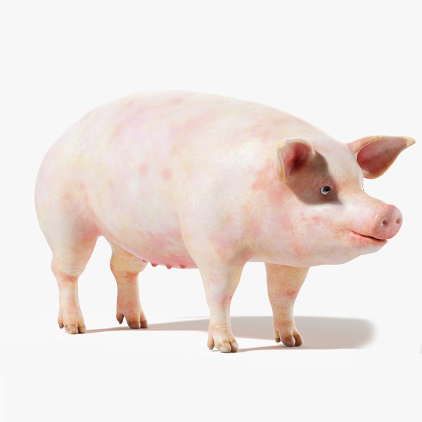 3D Pig Body Skeleton and Muscles Static model - TurboSquid 1762981